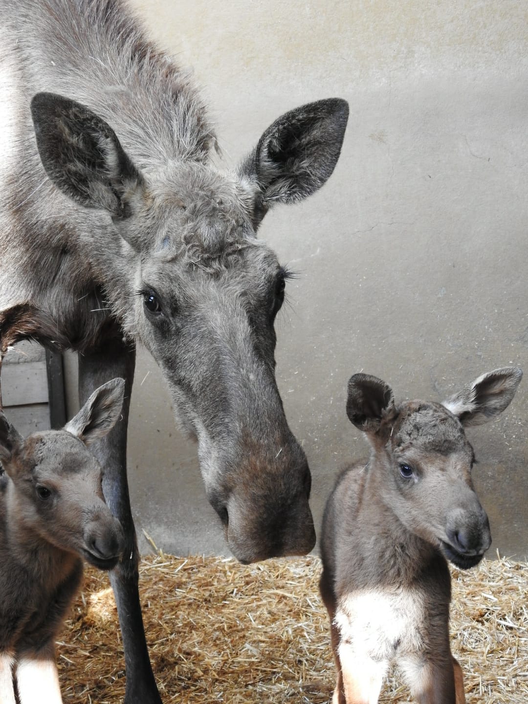 Elch-Nachwuchs im Innsbrucker Alpenzoo | Life Radio Tirol
